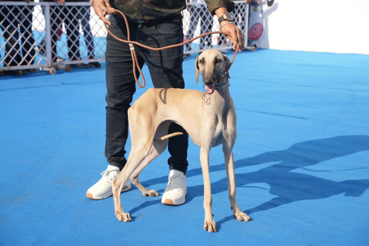 Furry Fiesta: 48 Breeds Take Center Stage at Bhubaneswar Dog Show ...