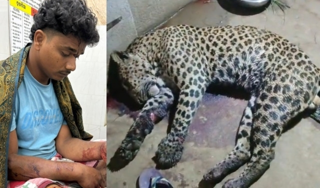 Leopard-Human Clash: Leopard Dies, Youth Injured in Cuttack ...